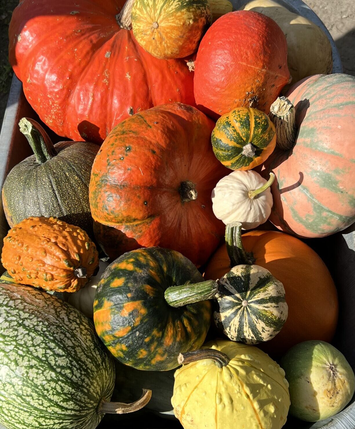 Pompoenen, Pompoenen, en nog eens Pompoenen – Volkstuinvereniging Berlicum